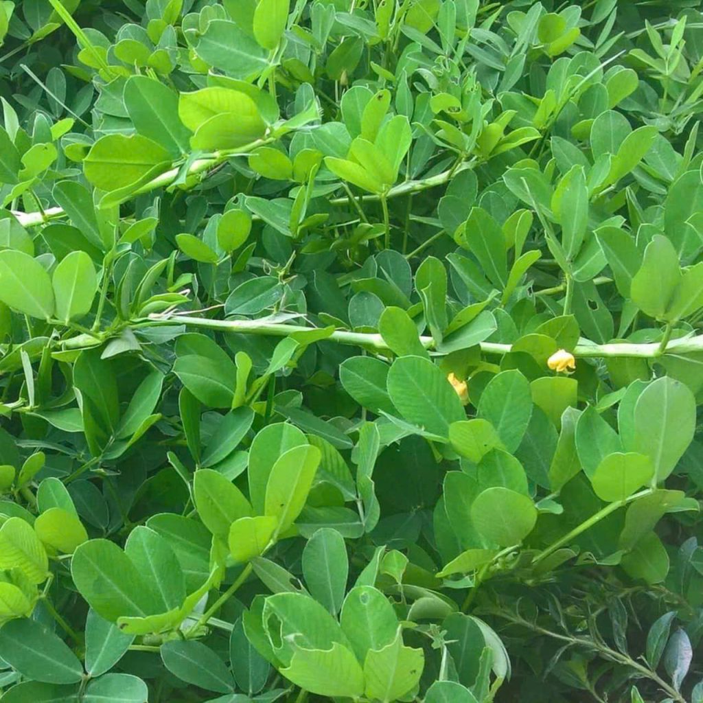 Hạt Giống Cỏ Lạc Dại - Cỏ Đậu Phộng Trồng Tiểu Cảnh Sân Vườn